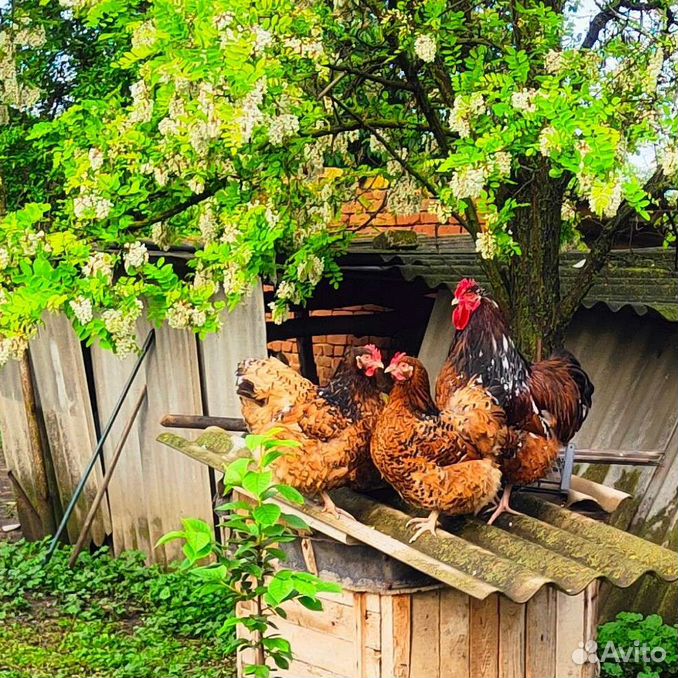 Орпингтон фарфоровый,кохинхин серебро,карлики