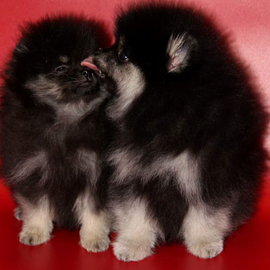 Померанский шпиц, щенок