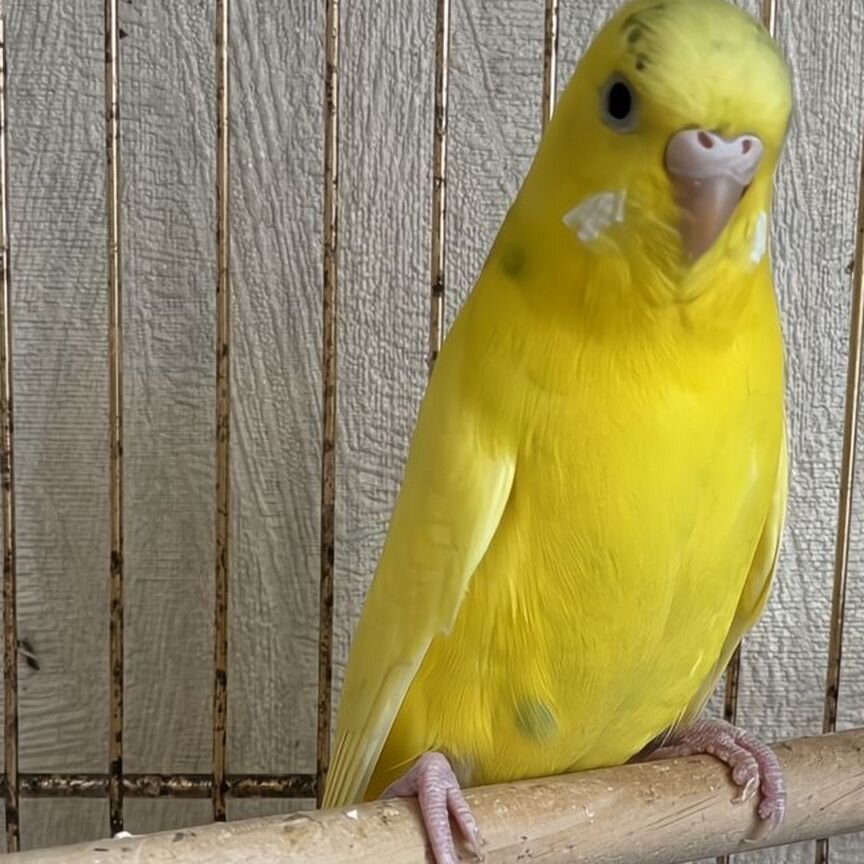 Волнистый попугай. Девочка