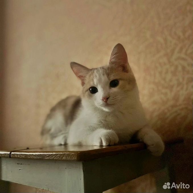 Котик Плюх ищет дом