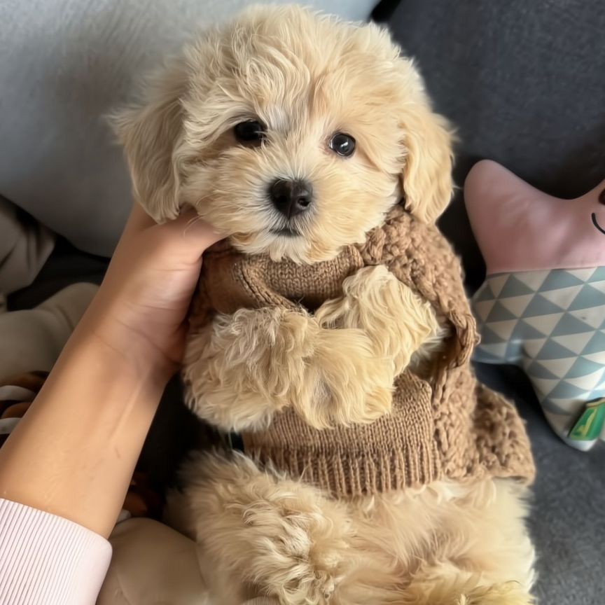 Мальтипу, щенок