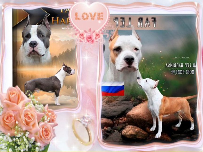 Щенки
