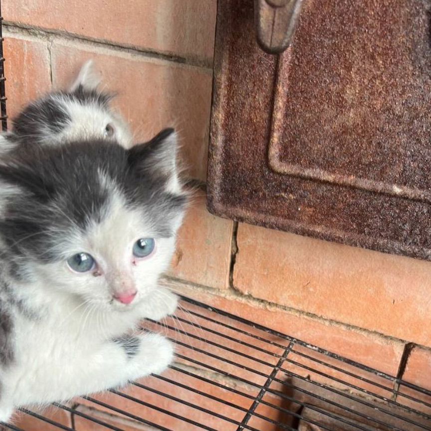 Котята в добрые