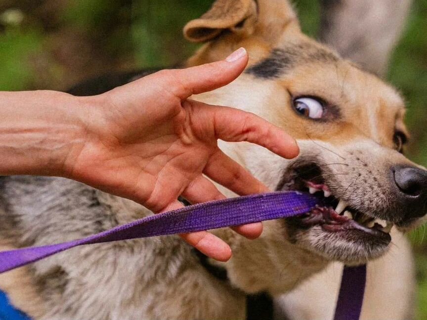 Пес. Веселый Мартин