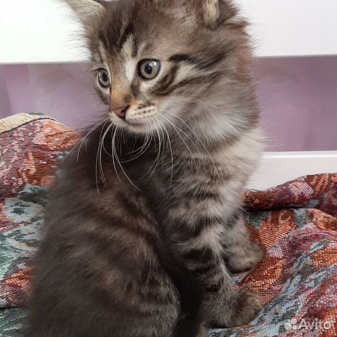 Красивая кошечка, 2,5 месяца