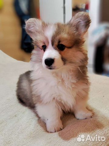 Вельш корги пемброк мальчики флаффи