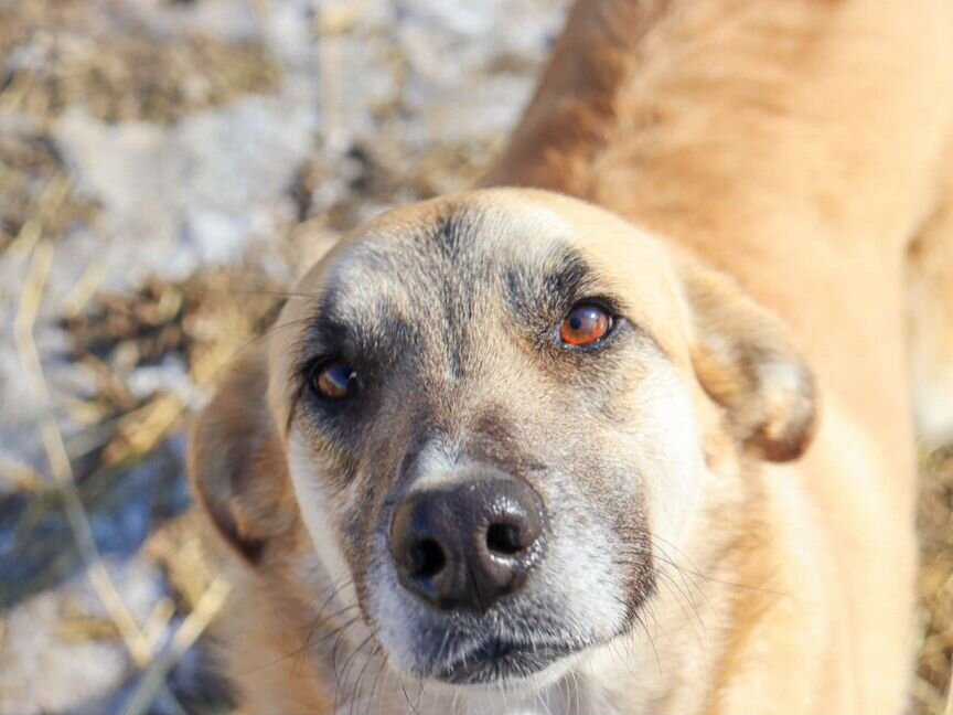 Солнечная девочка в дар