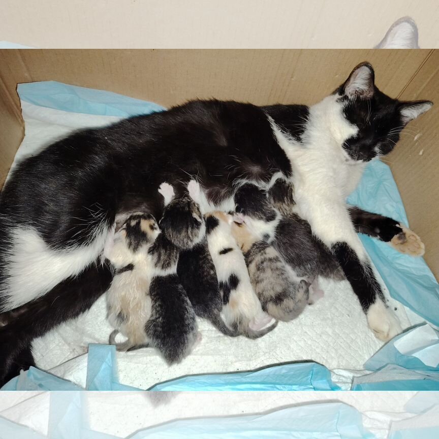 Котёнок в добрые руки