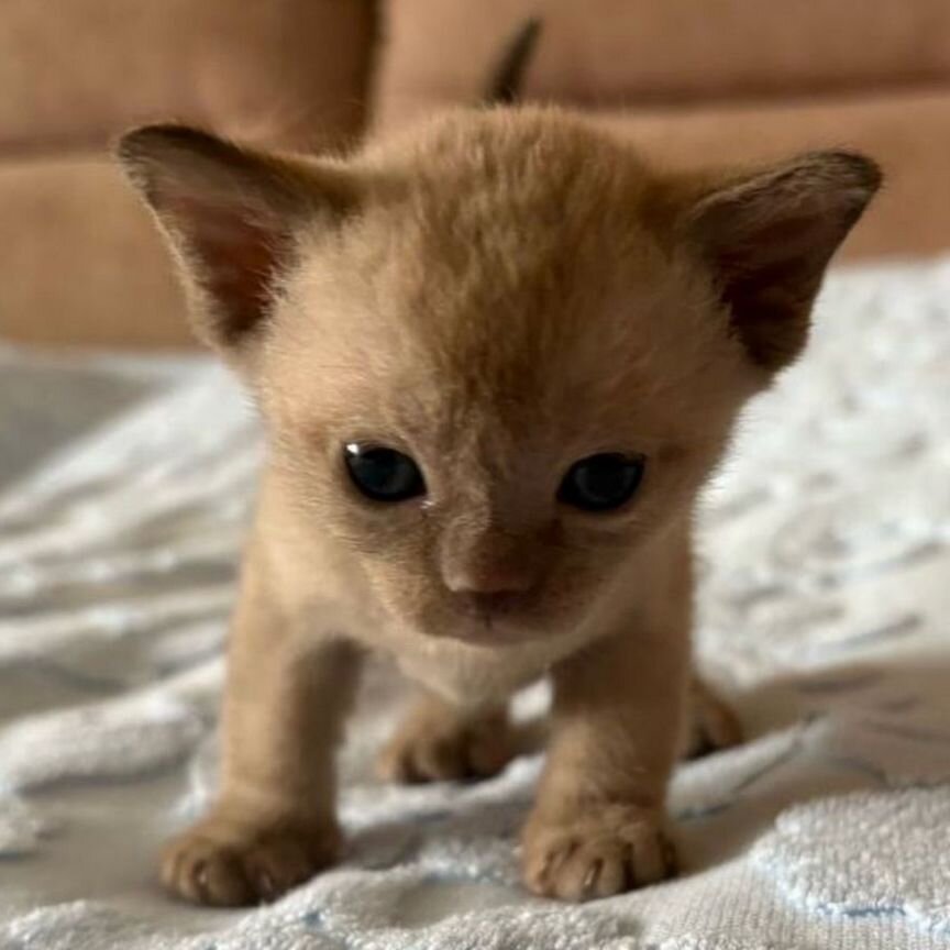 Европейский бурманский котёнок