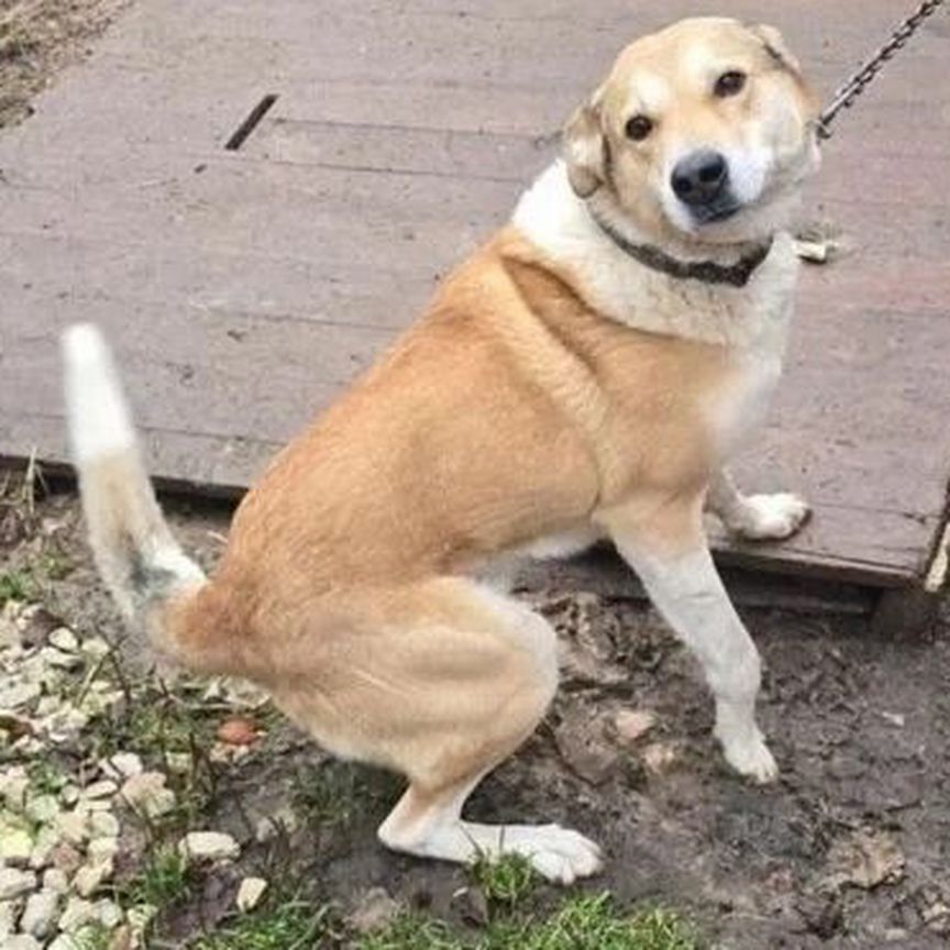 Взрослый пёс в добрые руки