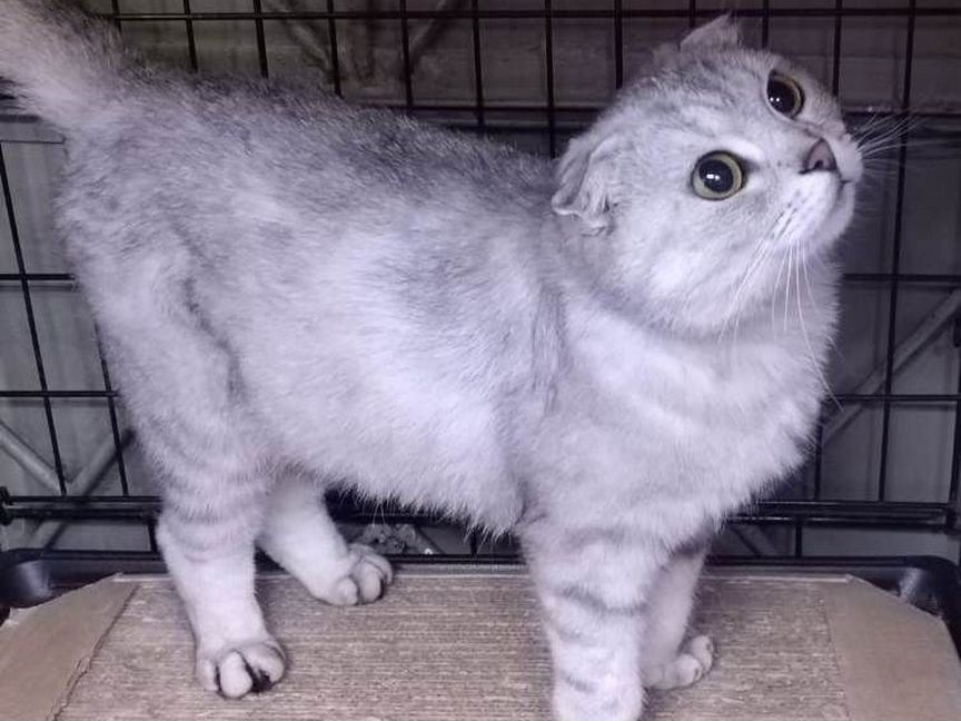 Шотландская вислоухая красавица