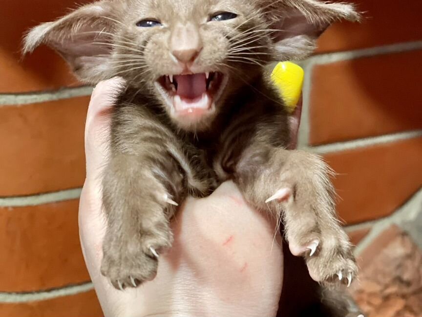 Ориентальные котята классика и экстрим