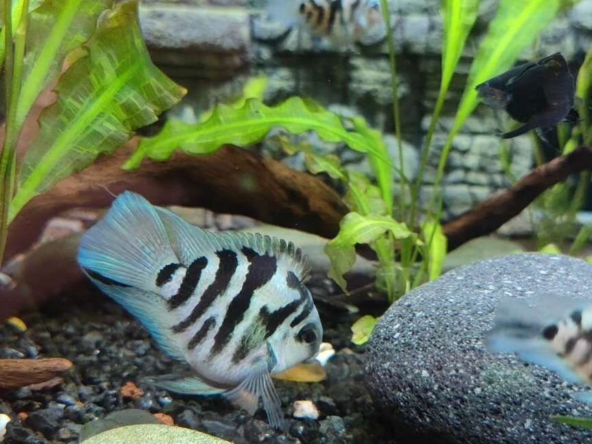 Рыбка сапфировый попугай. Мальки 2-3 мес