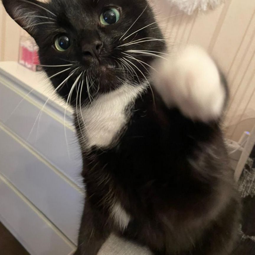 Взрослый кот в добрые руки