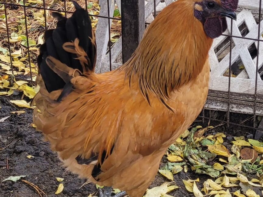 Продам петухов пород Лакендази и Барбезье