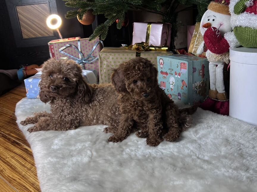 Той пудель кобель 2 месяца