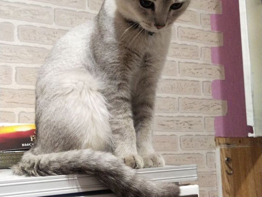 Кот