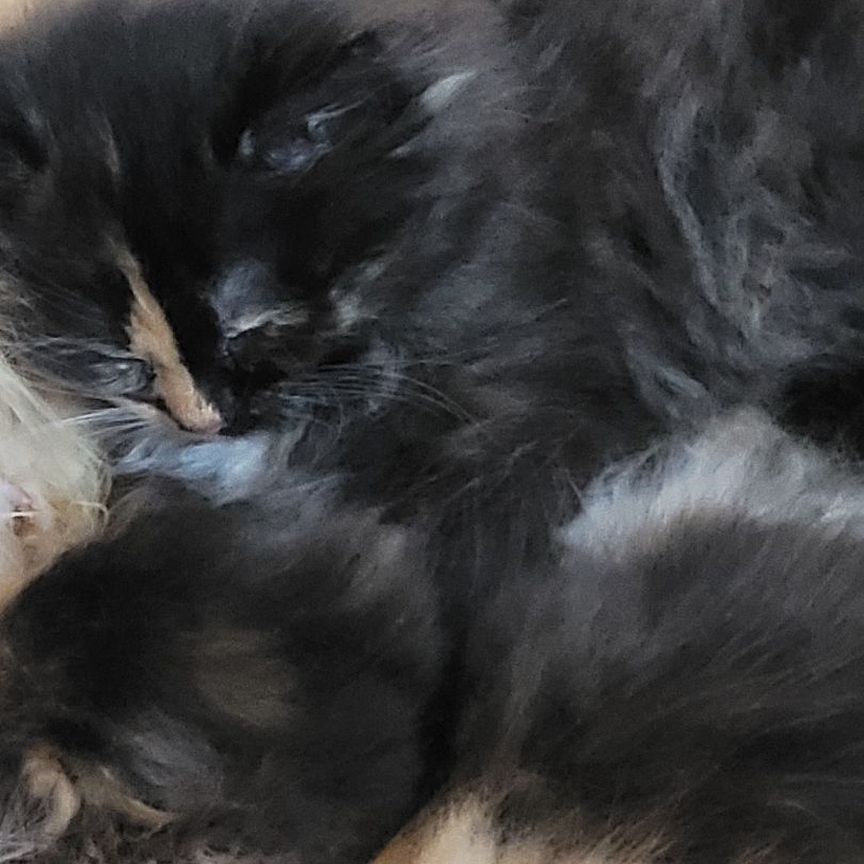 Сибирские котята