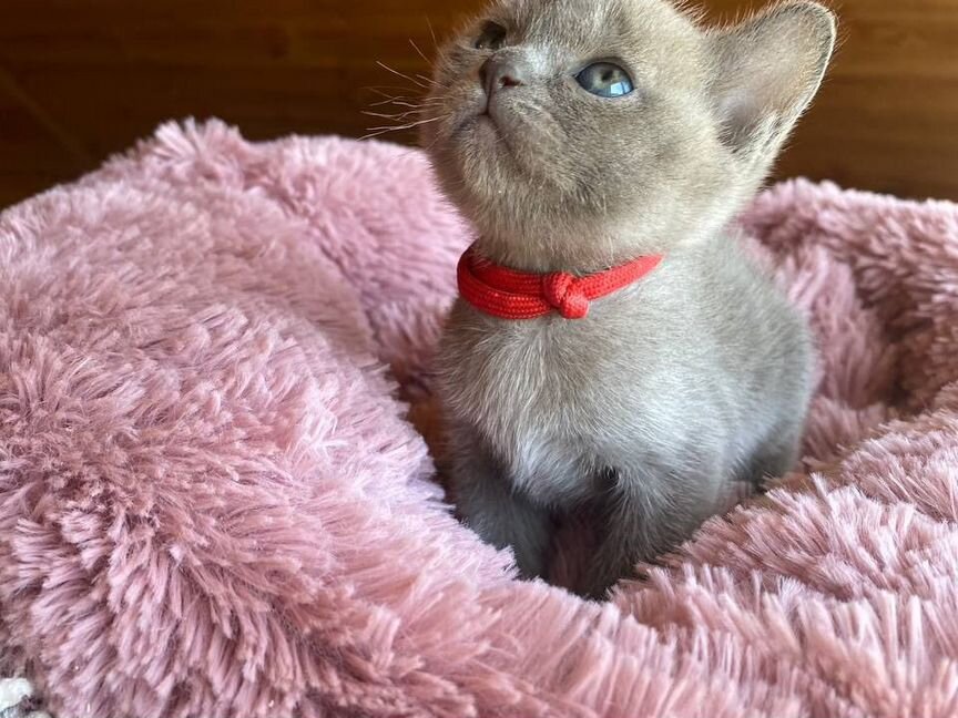 Бурманские котята бурма