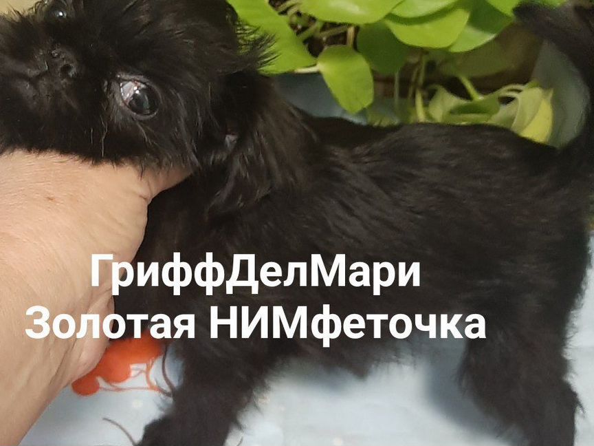 Бельгийский гриффон