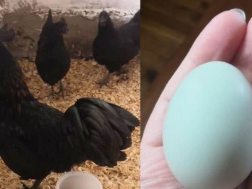 Продам инкубационное яйцо Ухейилюй