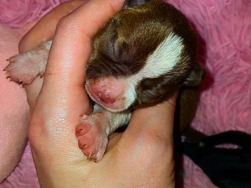 Кукольные минюшечки малышики чихуахуа,доставка