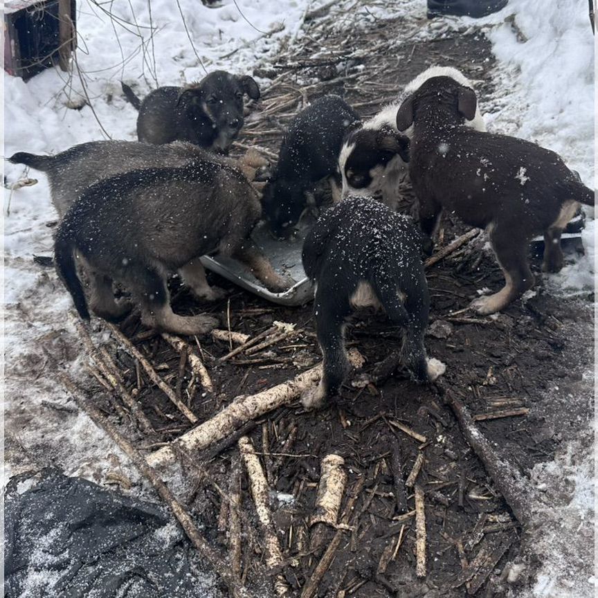 Щенок в добрые руки