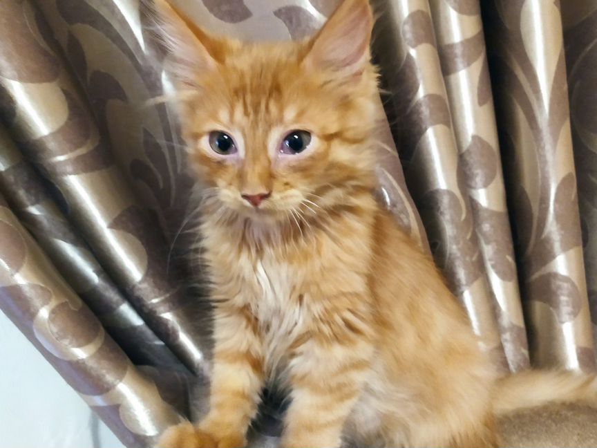 Золотой котик