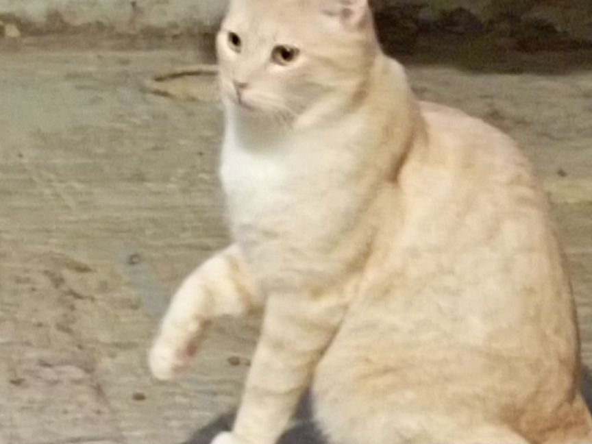 Котик