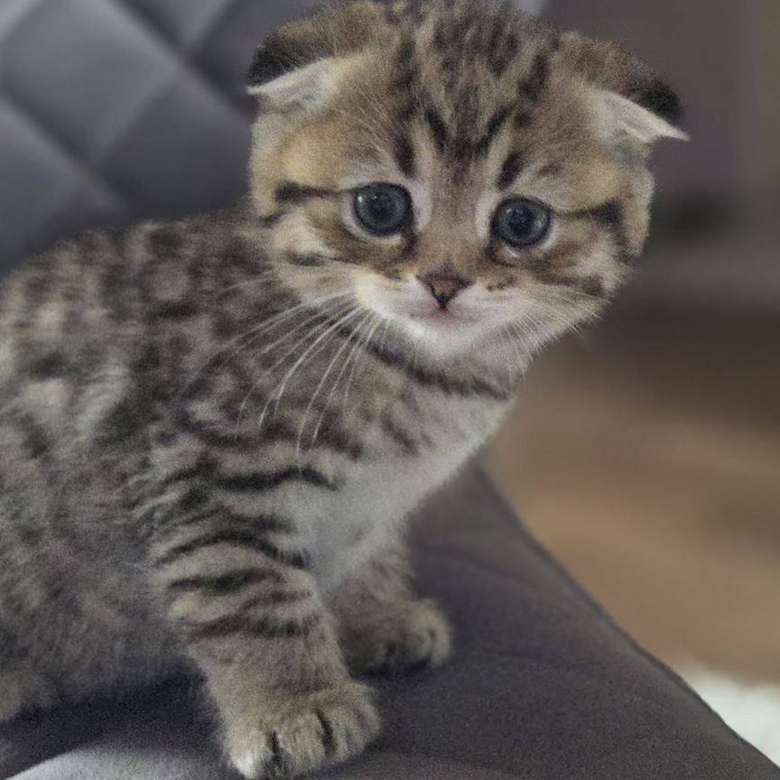 Шотландский вислоухий короткошёрстный котёнок