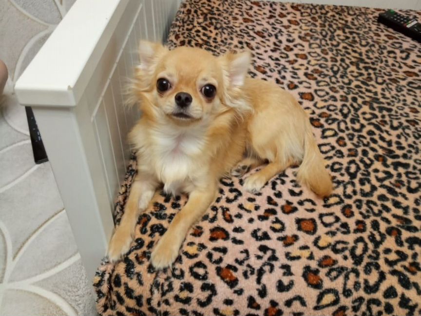 Щенки чихуахуа длинношерстные