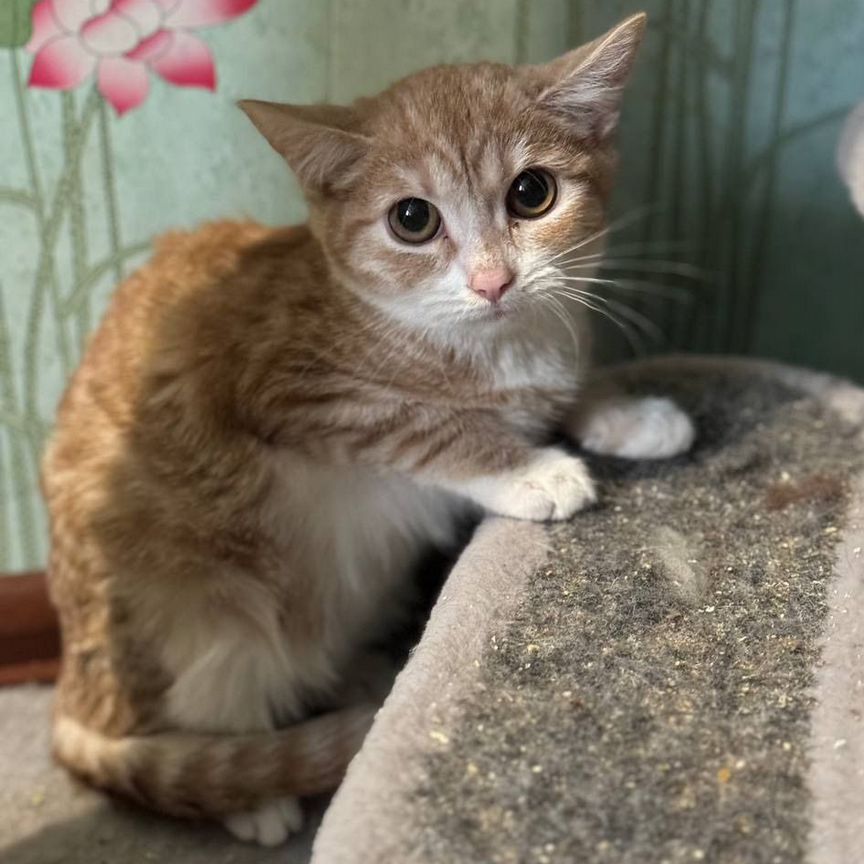 Котенок Чубчик в добрые руки