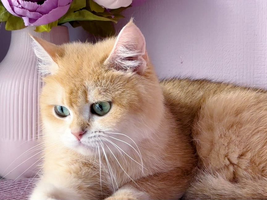 Девочка Золотая шиншилла ny12