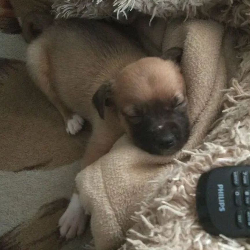 Щенок в добрые руки