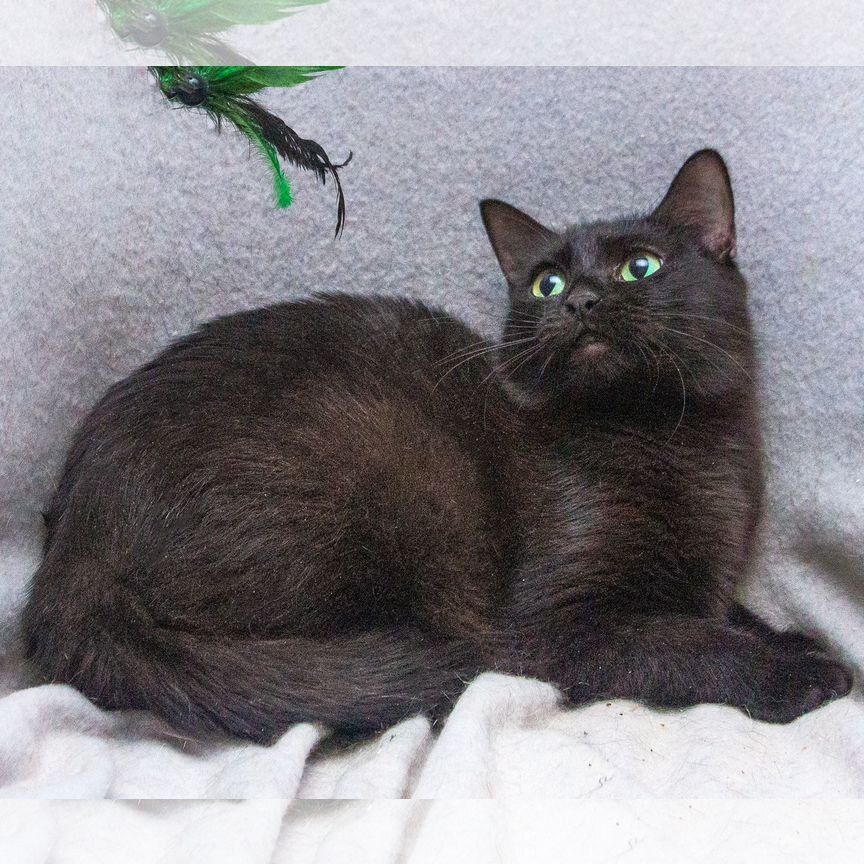 Взрослая, кошка в добрые руки