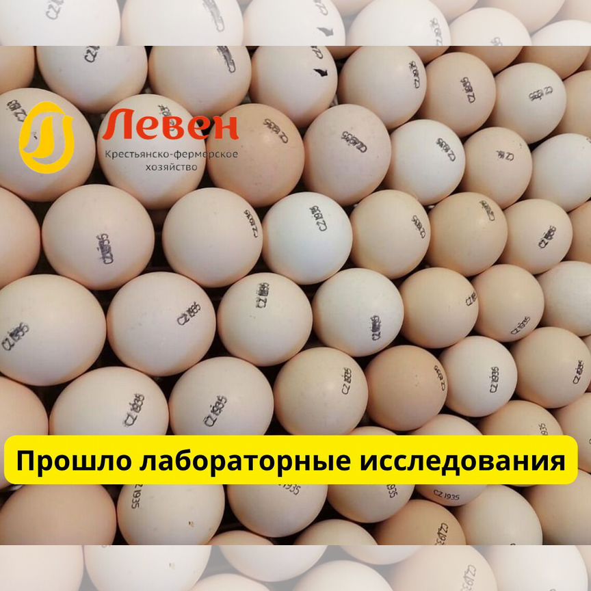 Инкубационное яйцо бройлера из Европы