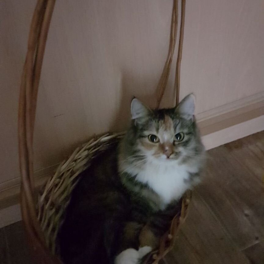 Кошечка сибирячка