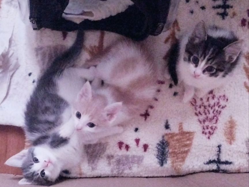 Котята в ваши добрые руки