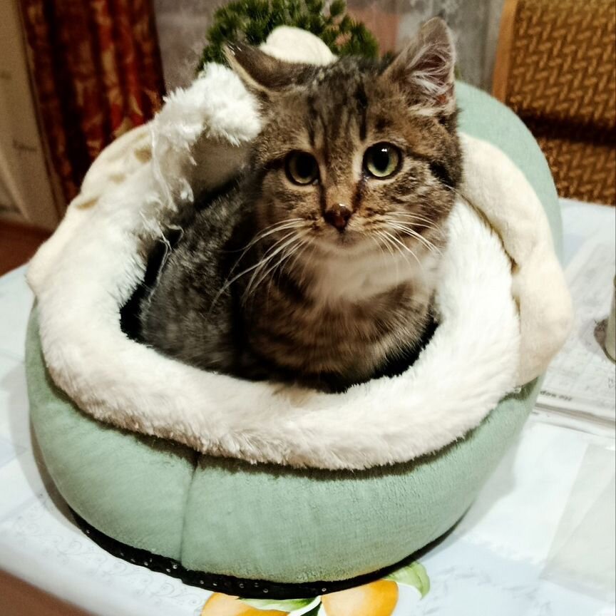 Котёнок в добрые руки