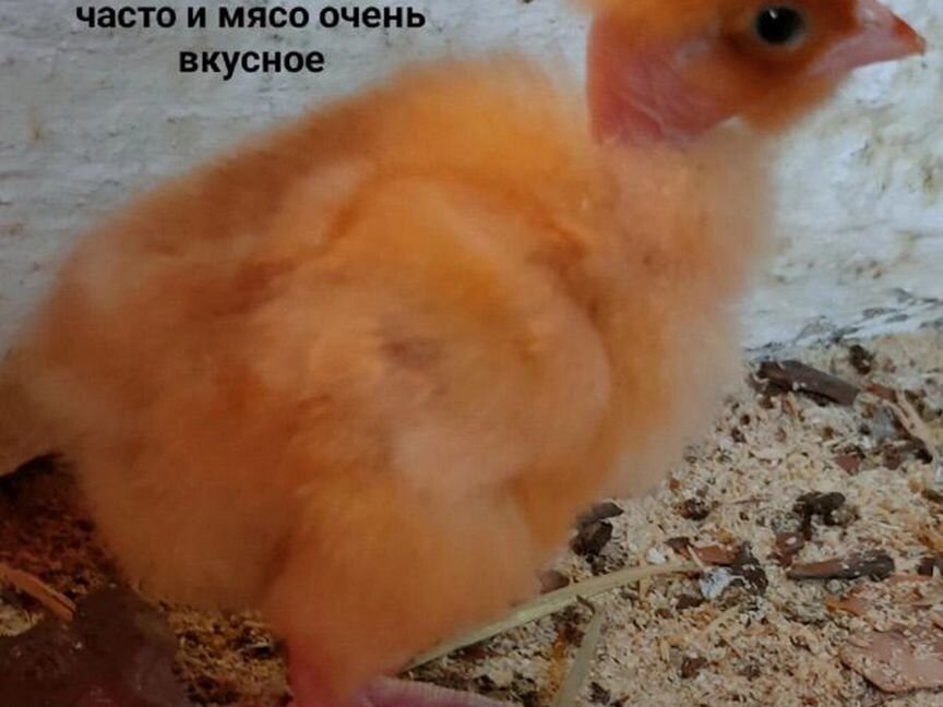 Цыпленок голошейка рыжая