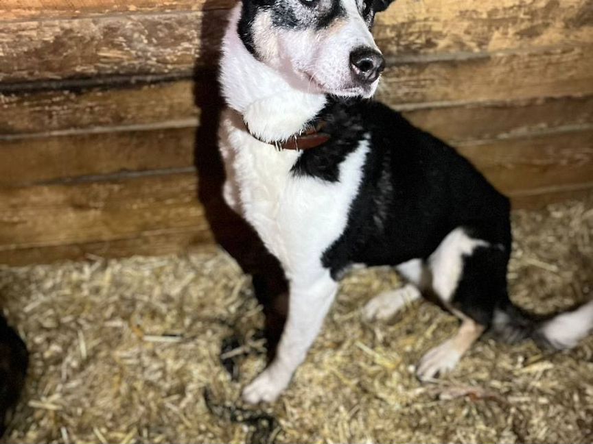 Собака Нюра, скромная девочка с позитивной шубкой