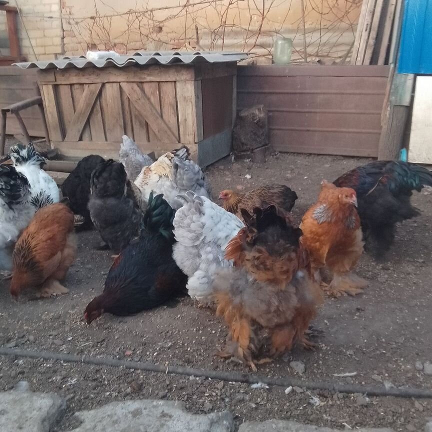 Куры,петушки-Брама