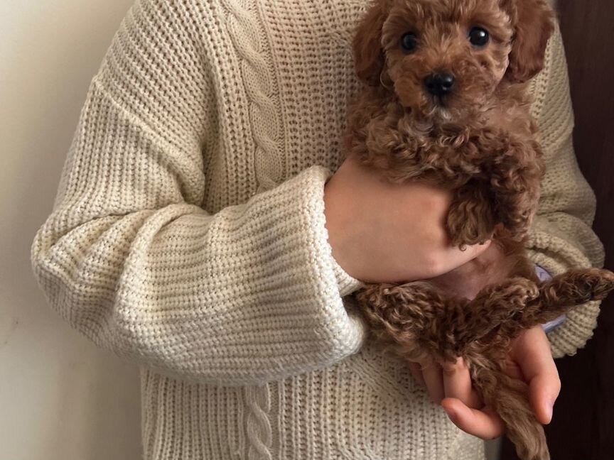 Той-пудель кукольная девочка