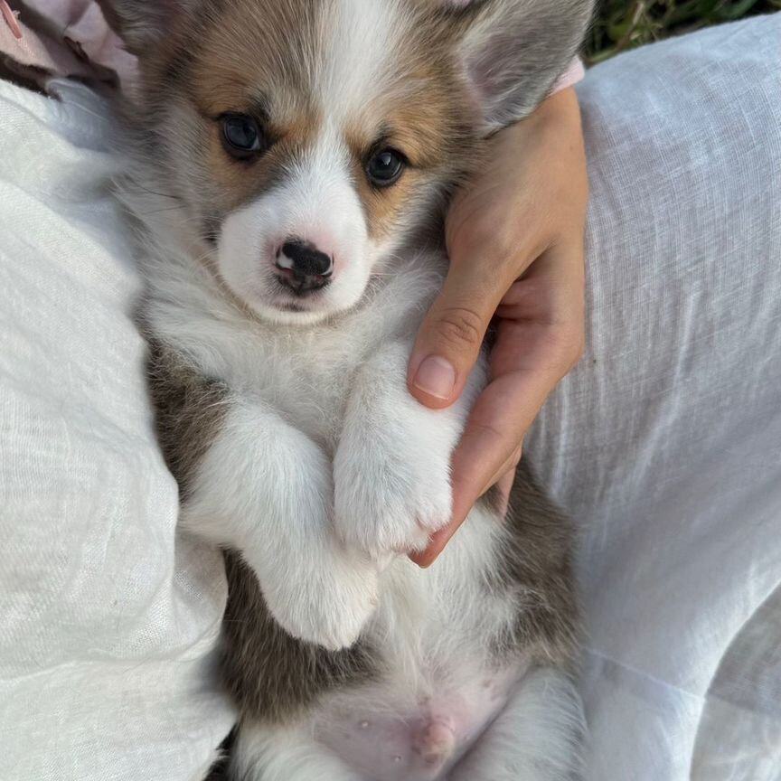 Милые коржики