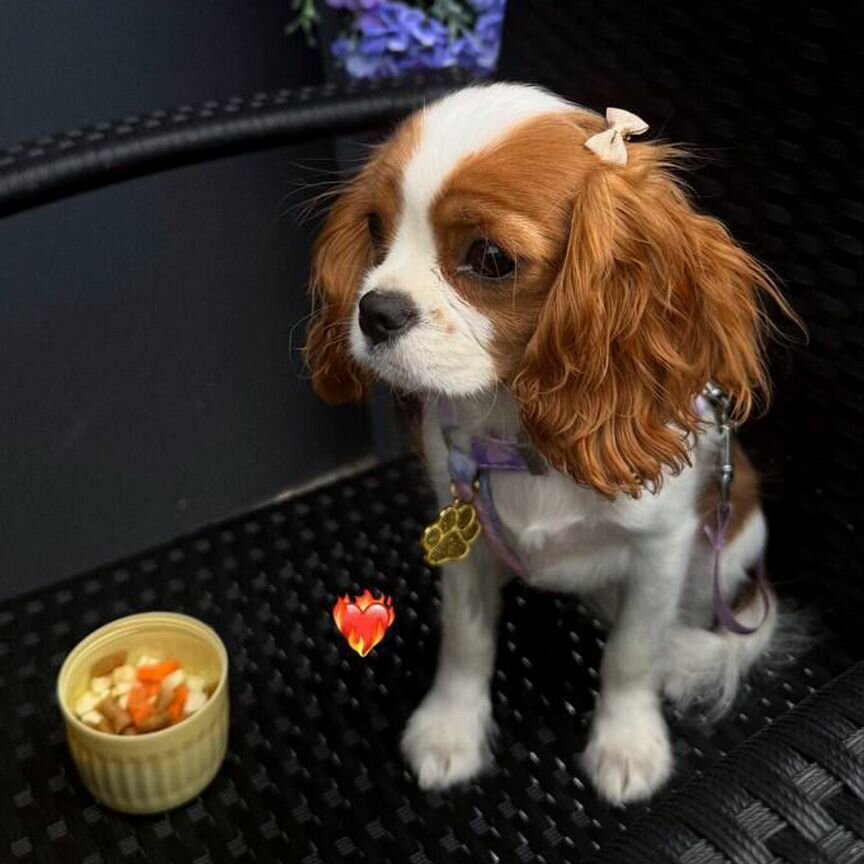 Кавалер кинг-чарльз-спаниель, щенок