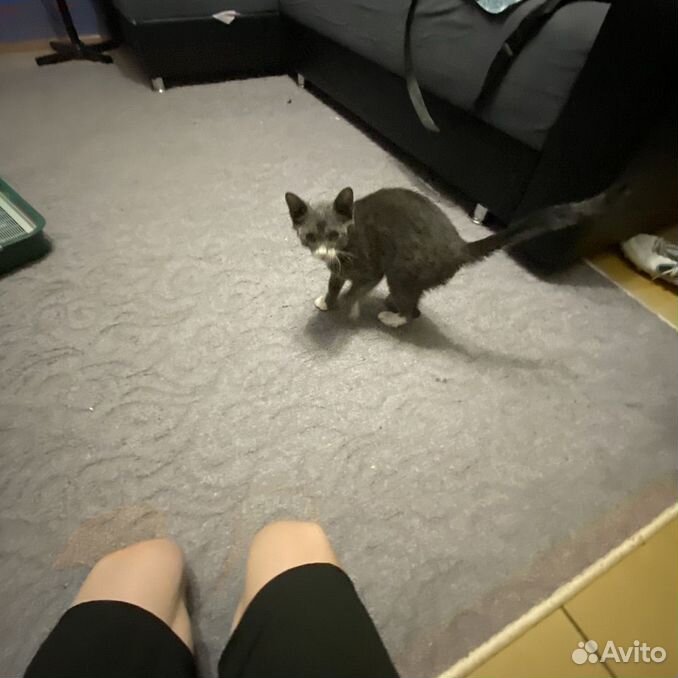 Кот нашёл на улице ухоженый без блох