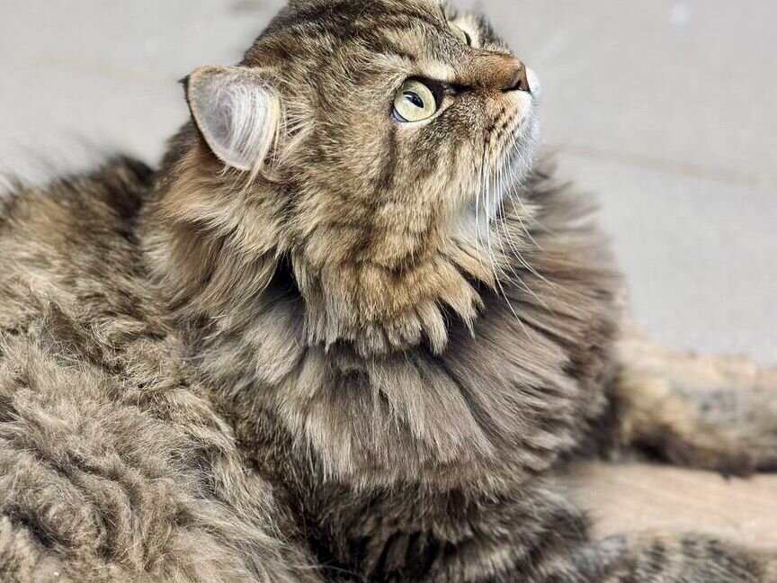 Кошечка Мелиса ищет дом