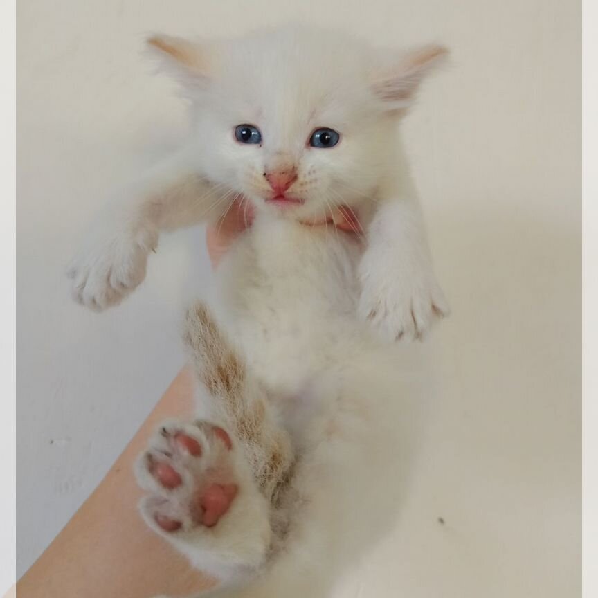 Котята в добрые руки бесплатно мальчик
