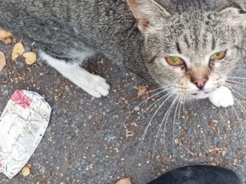 Бездомному коту нужно лечение, передержка. Отзовит