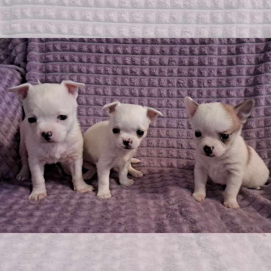 Чихуахуа, щенок